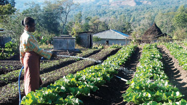 AGRICULTURE SECTOR | TradeInvest Timor-Leste